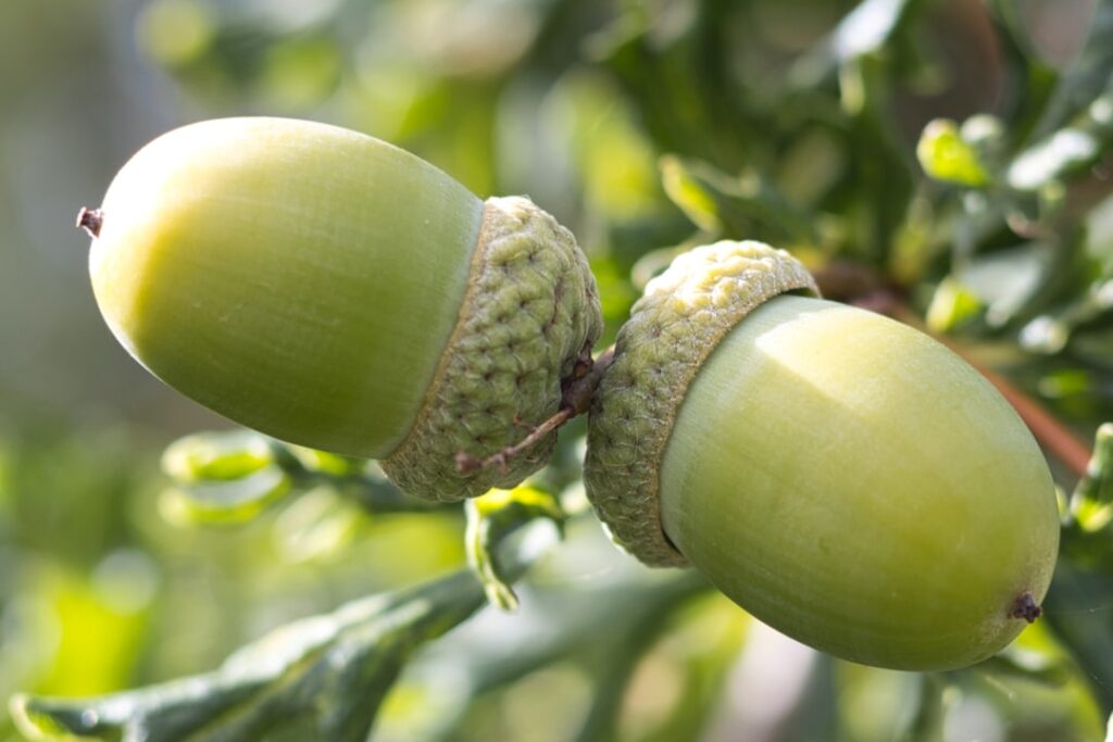 Monsanto's Seed Patents: Controversy and Control