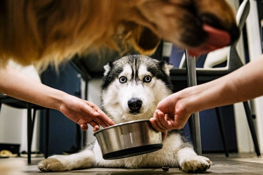 Growing Your Practice: Veterinary Acquisition Strategies